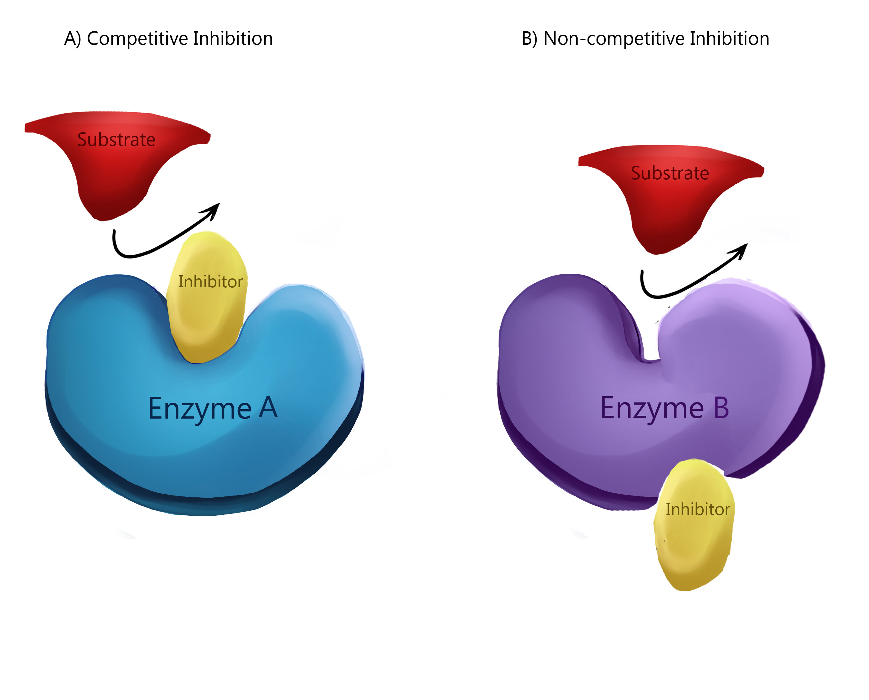 What can inhibit enzymes?