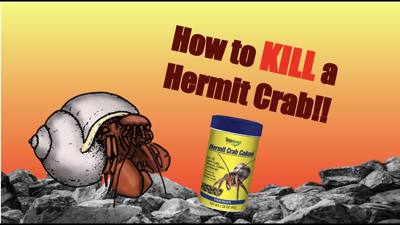 What can kill a hermit crab?