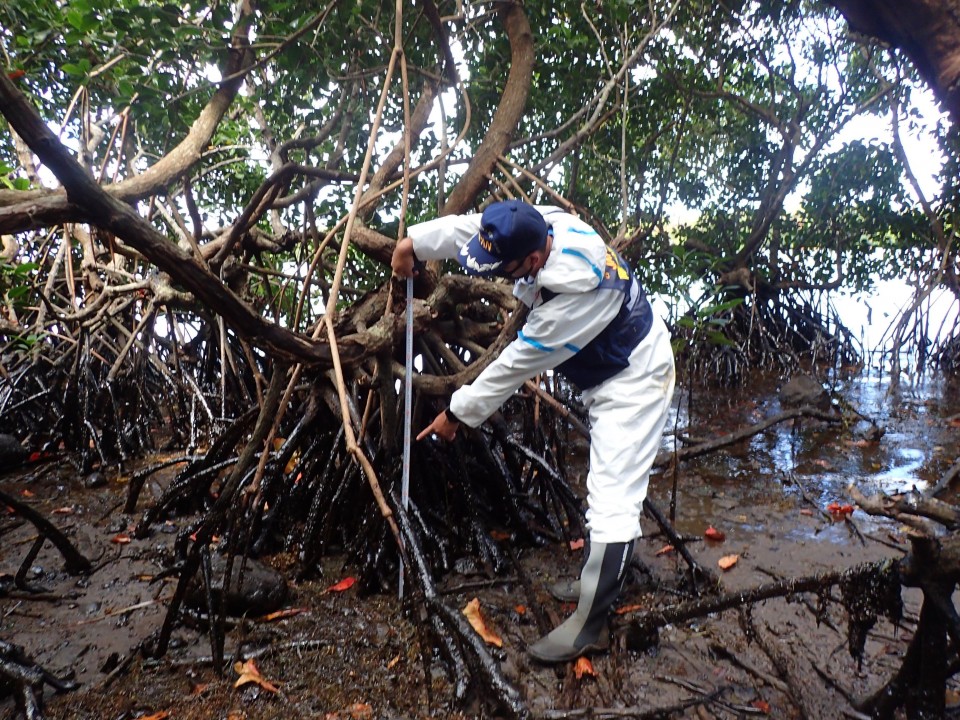 What can kill mangroves?