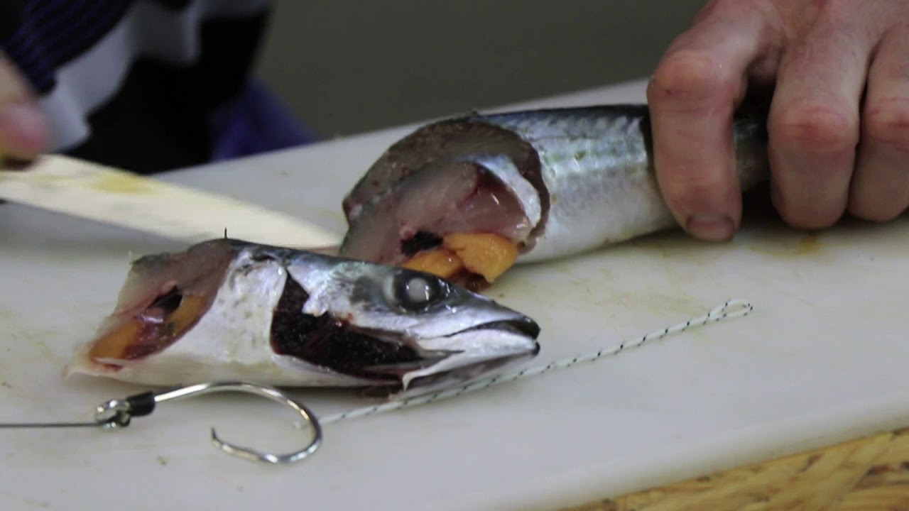 What can you do with mackerel heads?