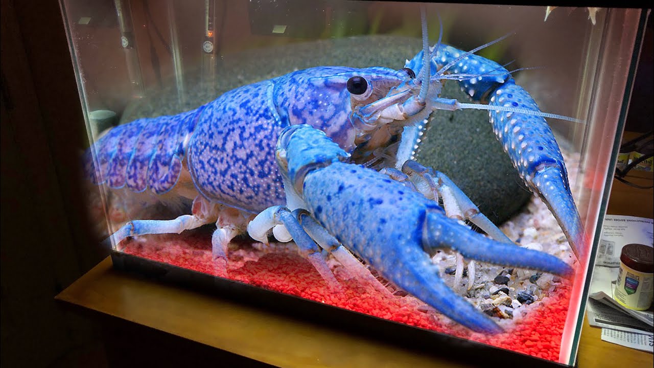 What can you put in a tank with a blue lobster?
