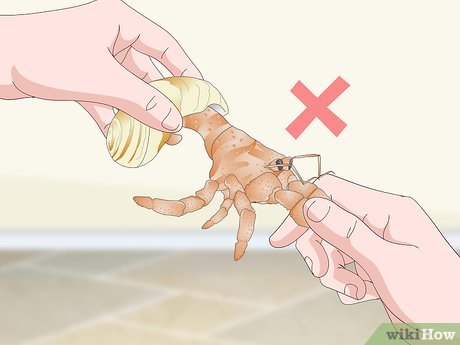 What can you put with a hermit crab?