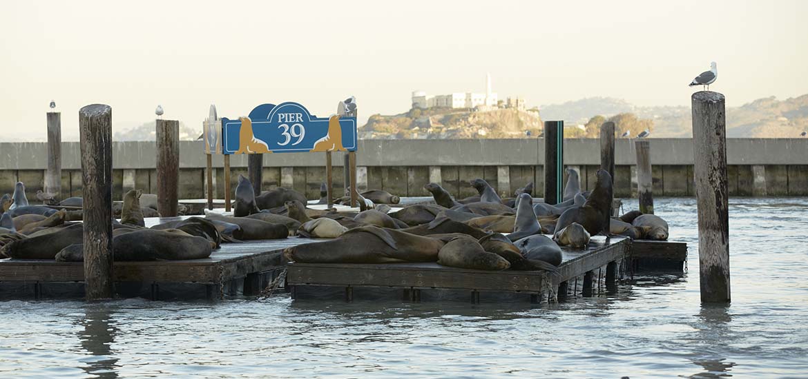 What can you see at Pier 39?