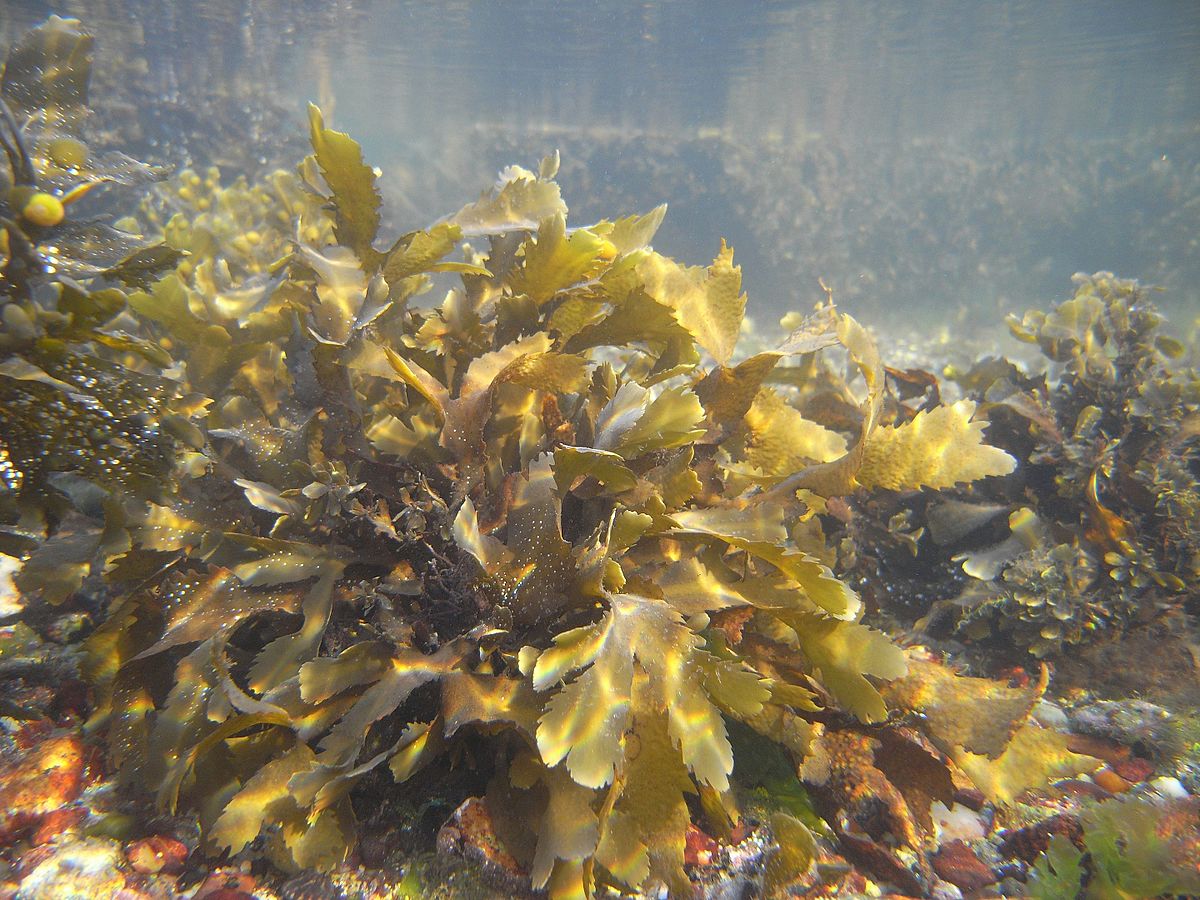 What category is seaweed?