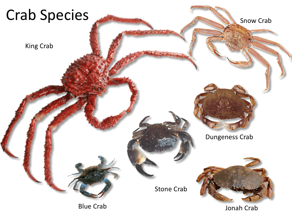 What category of shellfish does crab belong to?