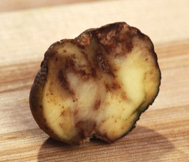 What caused the black potato famine?