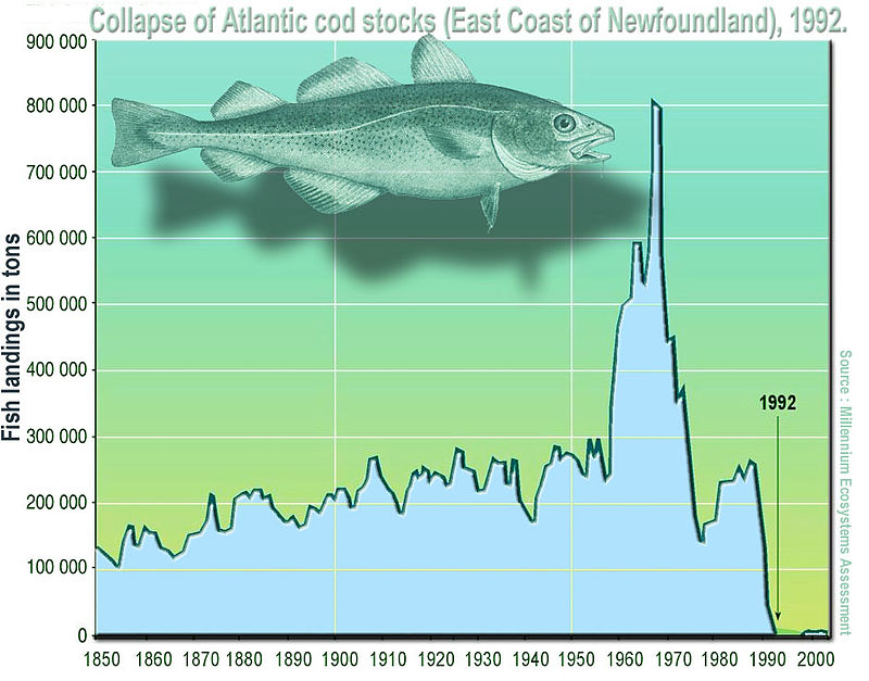 What caused the collapse of the cod fishery?