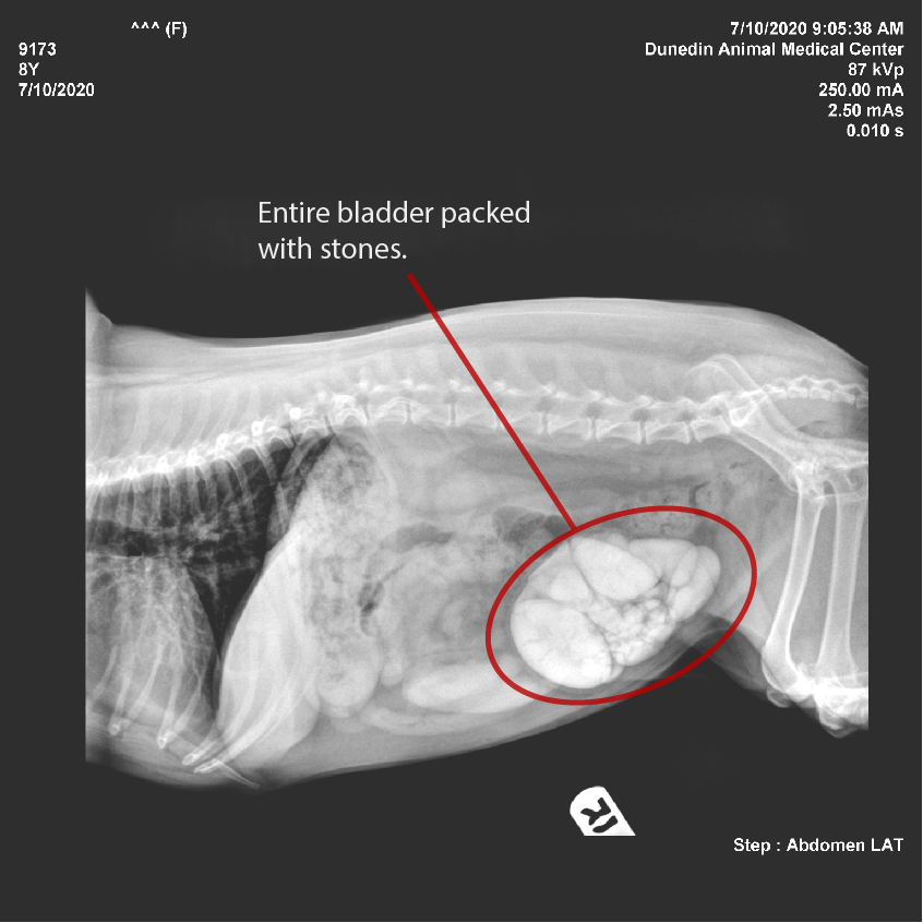 What causes a dog to get bladder stones?