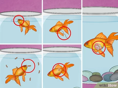 What causes a goldfish to swim on its side?