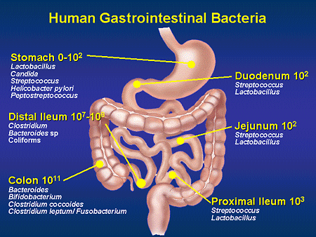 What causes bacteria to grow in small intestine?