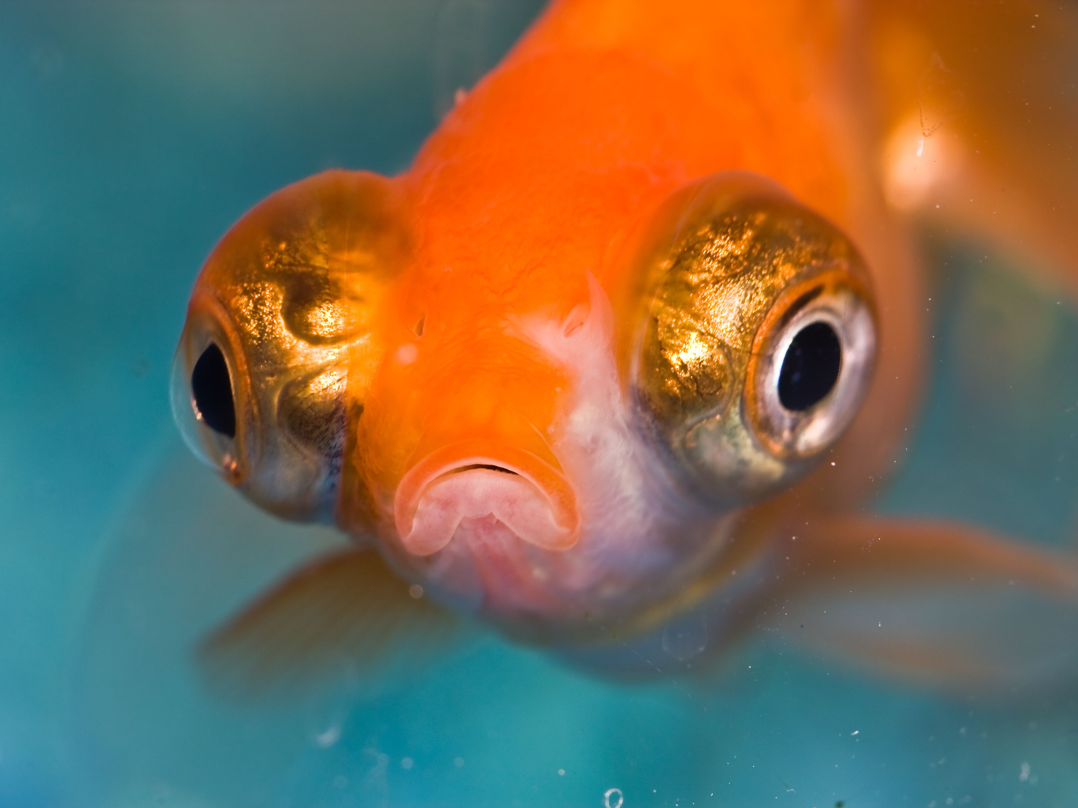 What causes bulging eyes in fish?