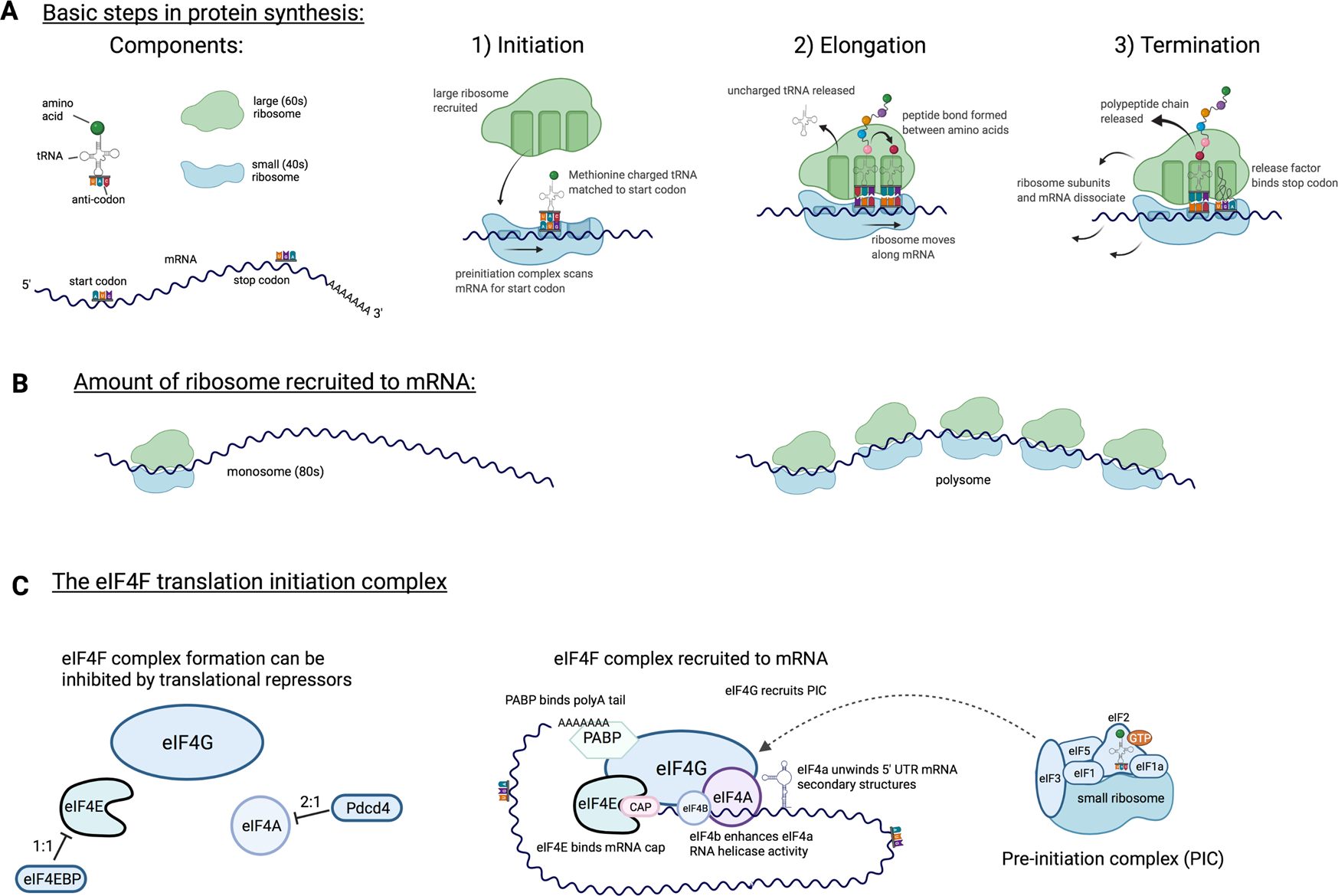 What causes decreased protein synthesis?