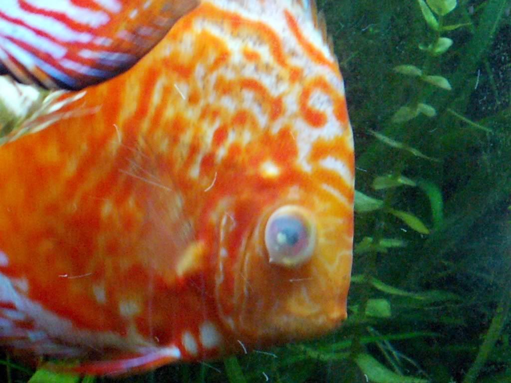 What causes fish eyes to be cloudy?