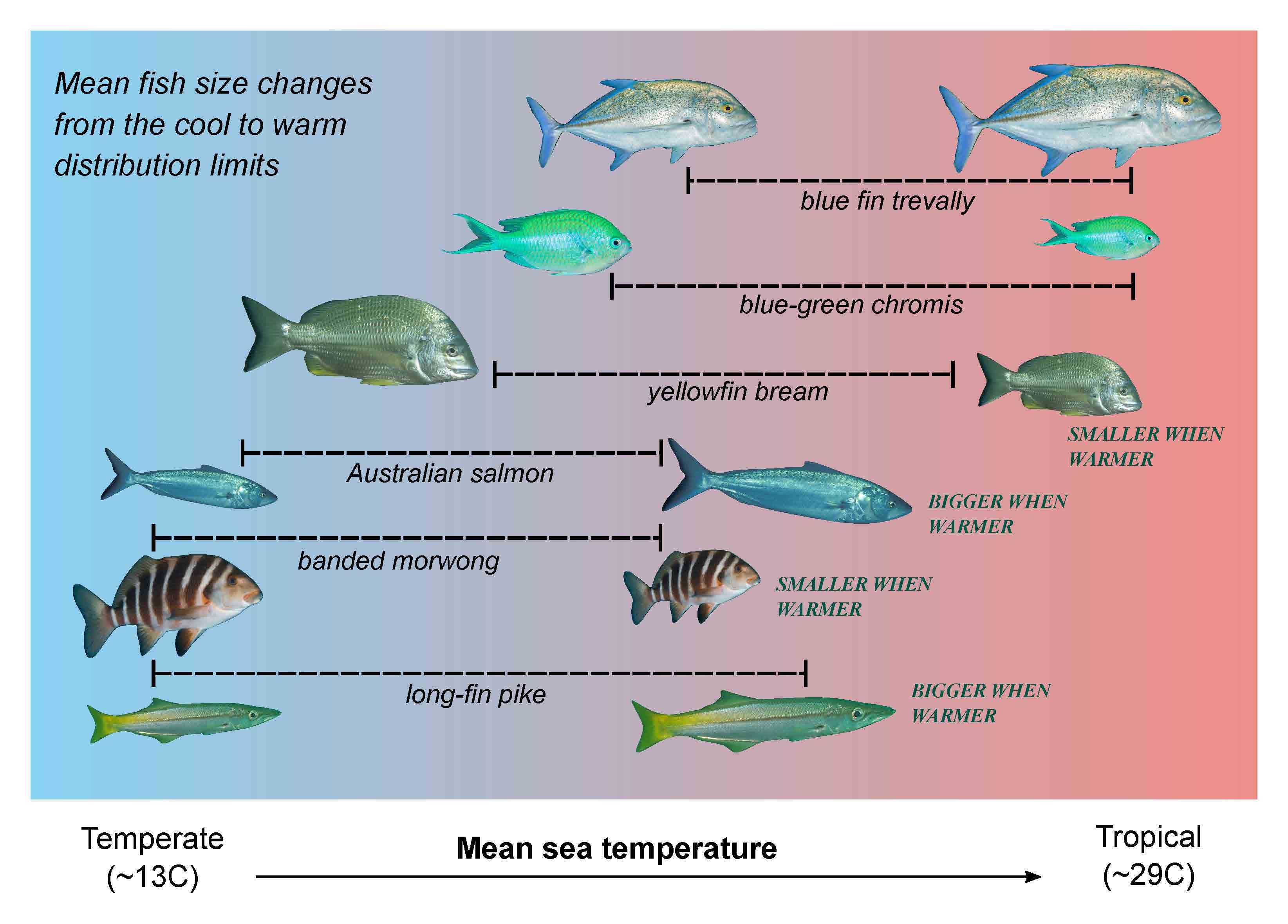 What causes fish to decrease in size?