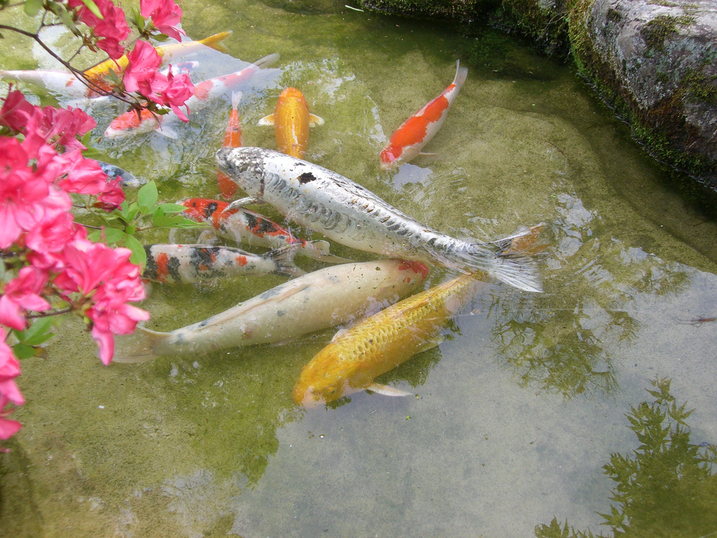 What causes fish to die suddenly in pond?