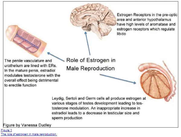 What causes high levels of estrogen in males?