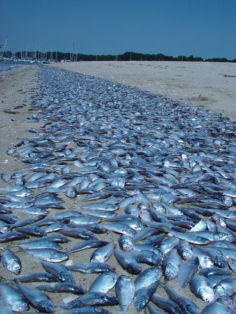 What causes massive fish die-offs?