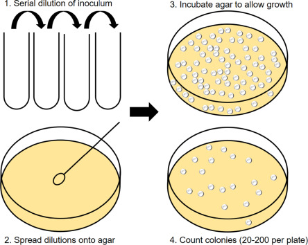 What causes microbial growth?