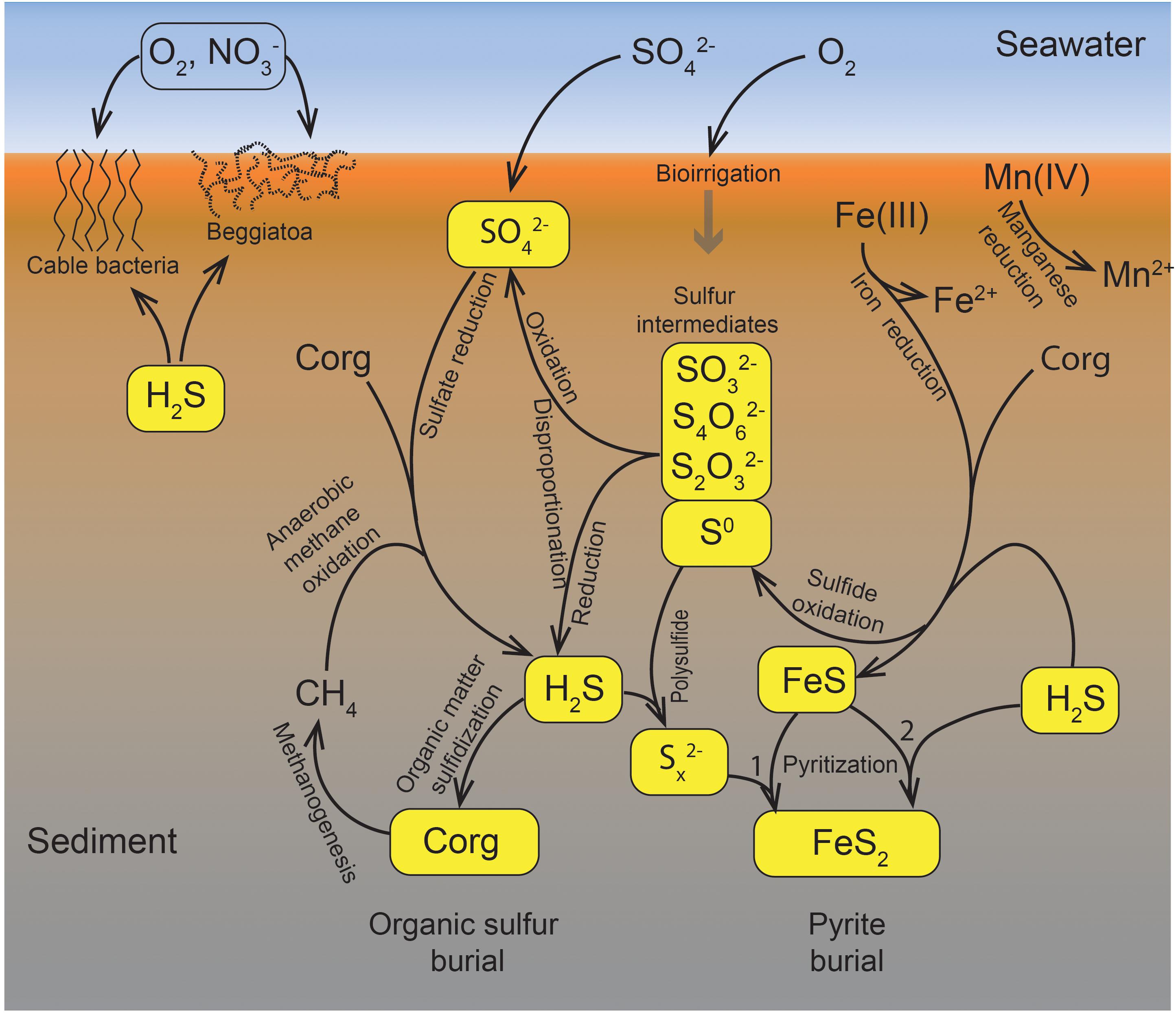 What causes sulfur bacteria?