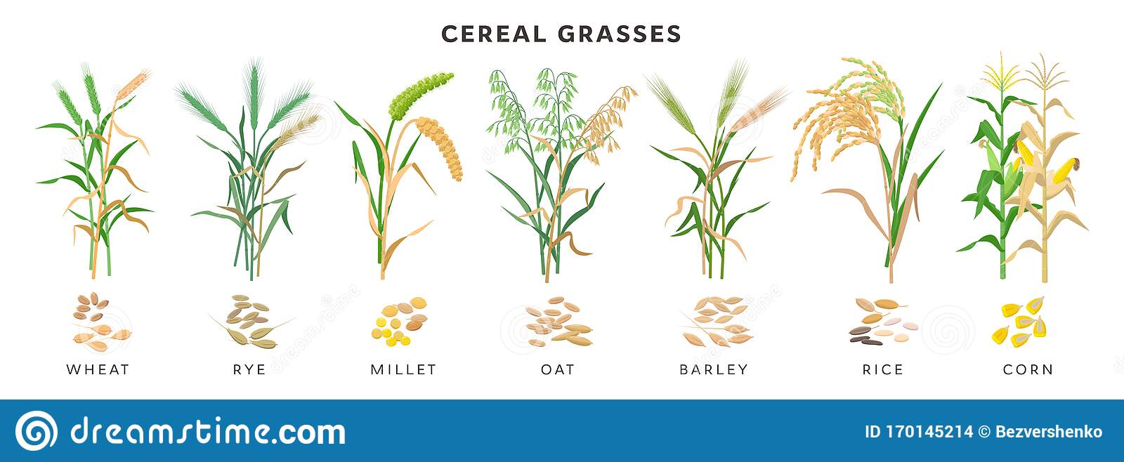 What cereals are grass?