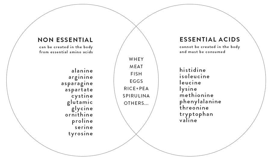 What characteristics make 9 amino acids?