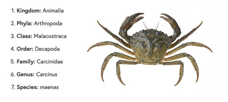 What classification is a crab?