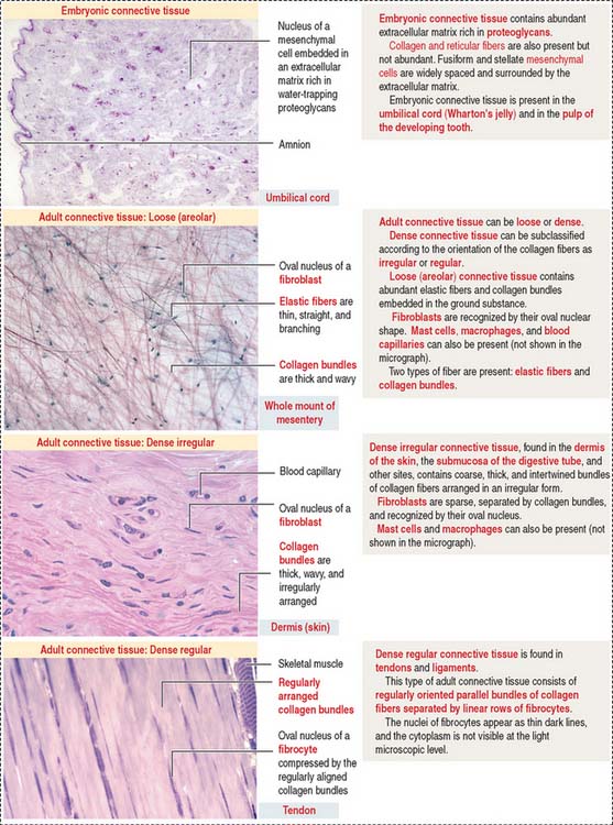 What classification of tissue is collagen?