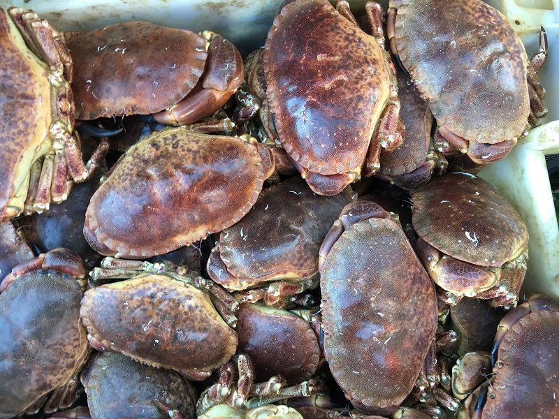What color are crabs before they are cooked?