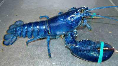 What color are lobsters when they are alive?