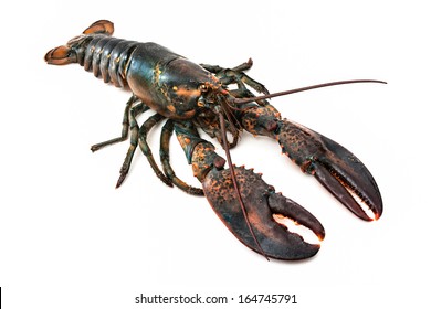 What color are uncooked lobsters?