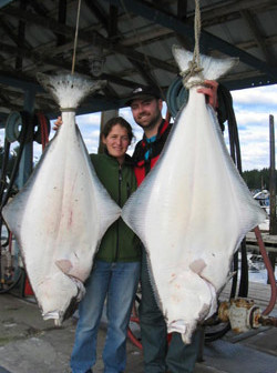 What color attracts halibut?