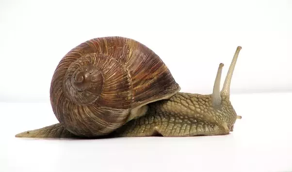 What color is a snail body?