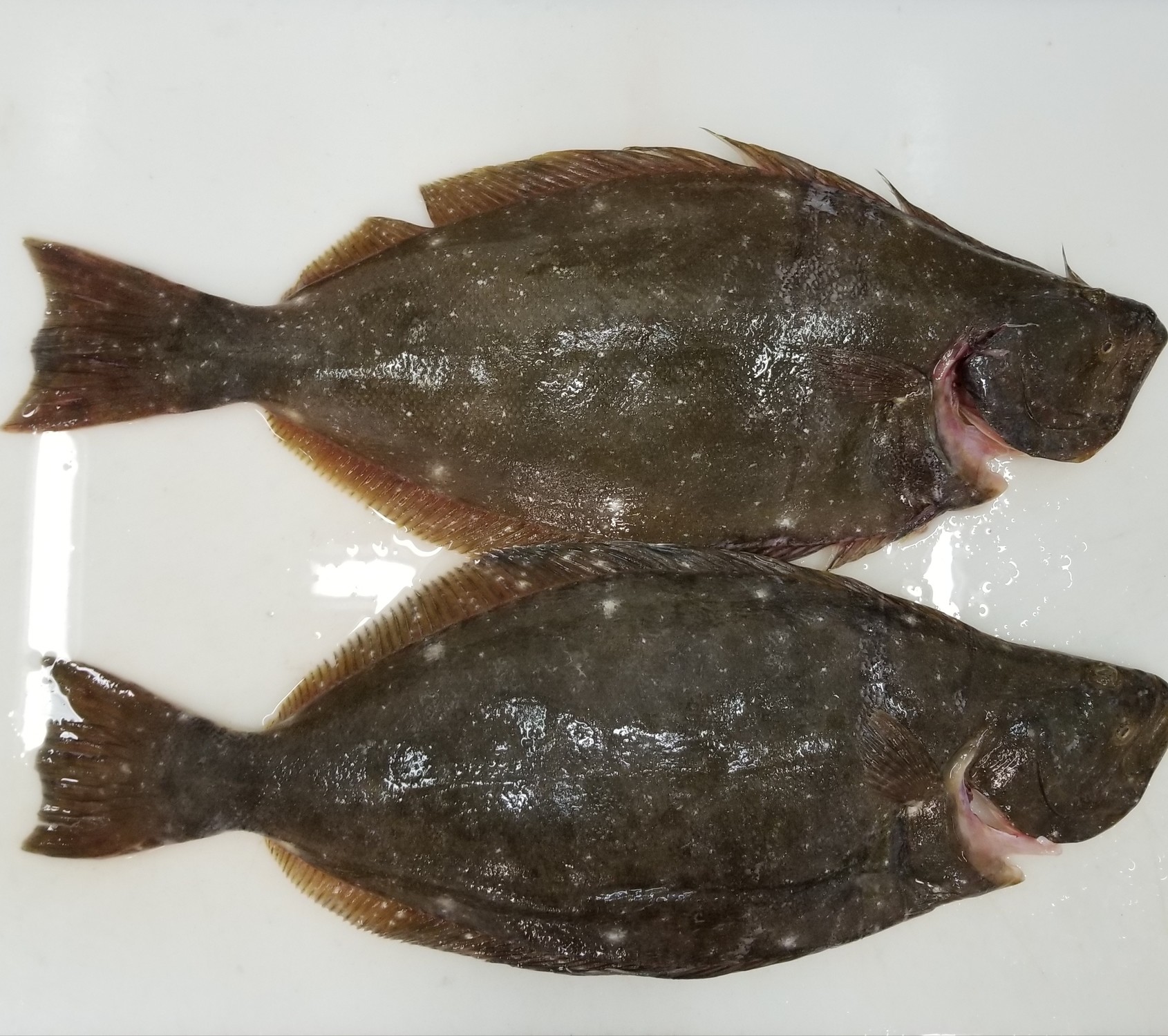 What color is flounder skin?