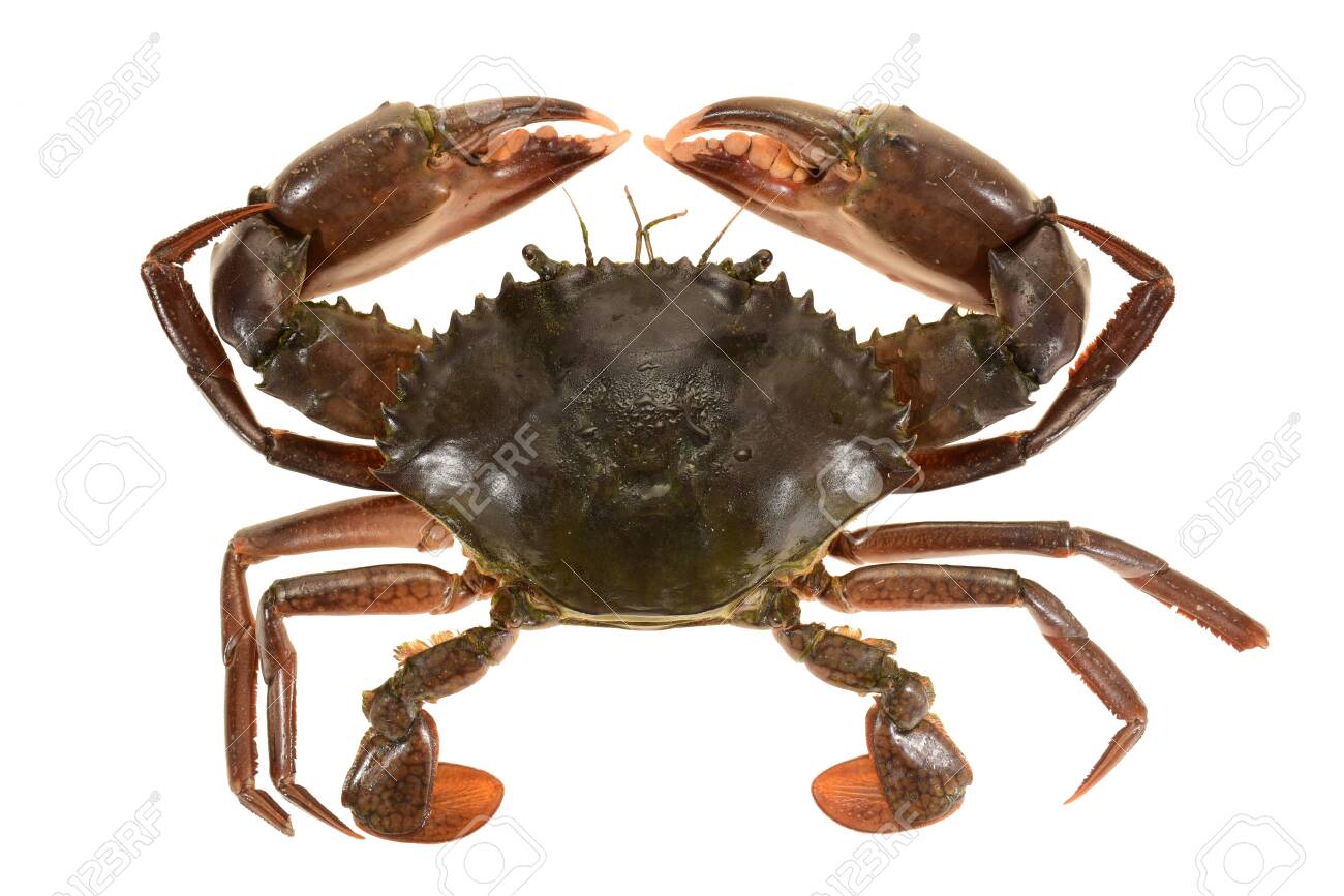 What color is uncooked crab?