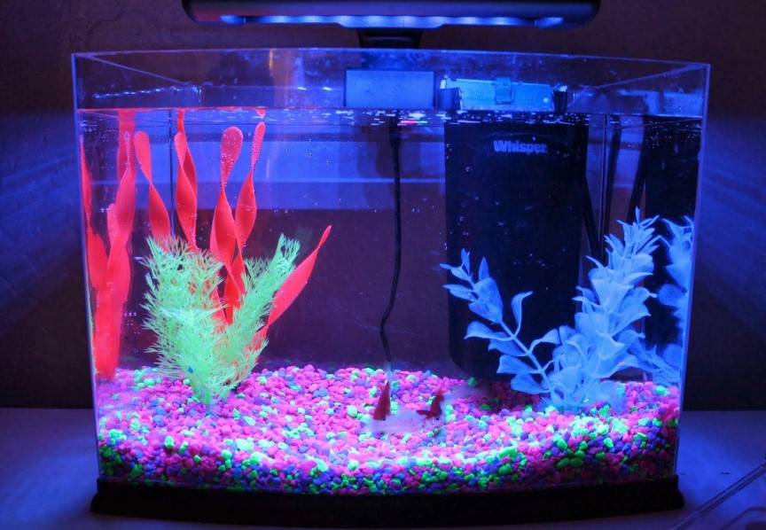 What color light do fish like best?