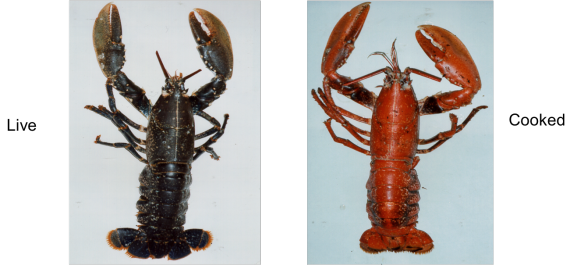 What color should a cooked lobster be?