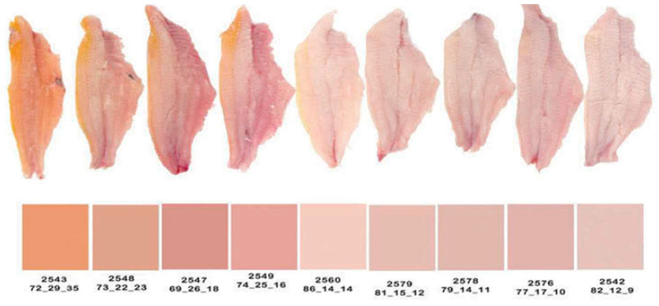 What color should fish meat be?