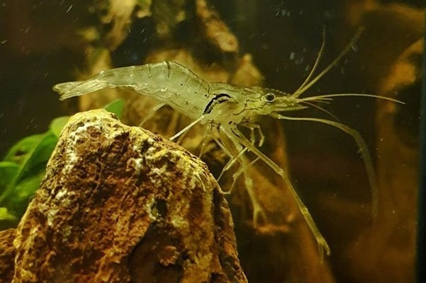 What color should ghost shrimp be?