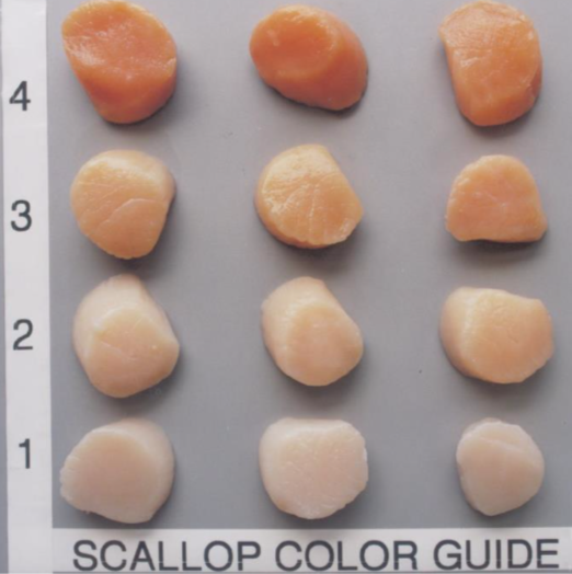 What color should scallops be?