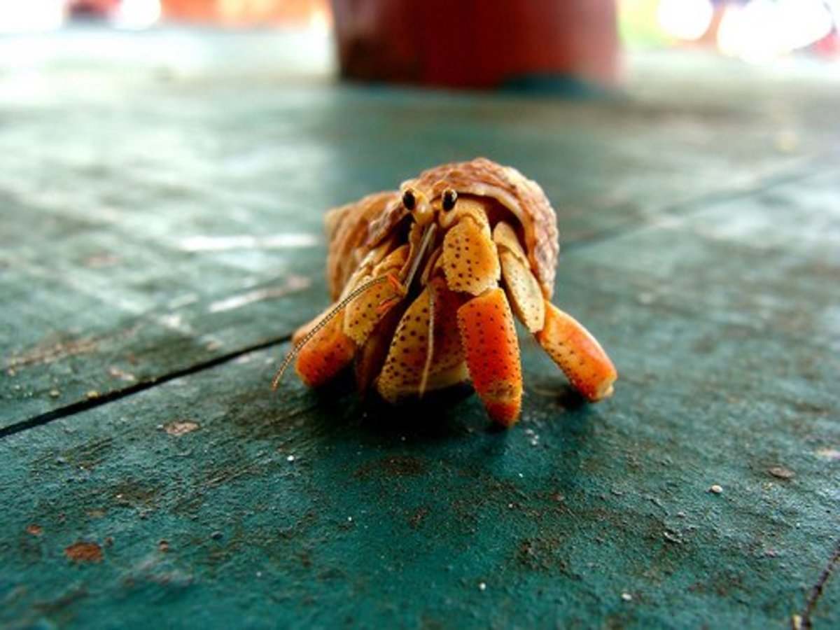 What colors can hermit crabs be?