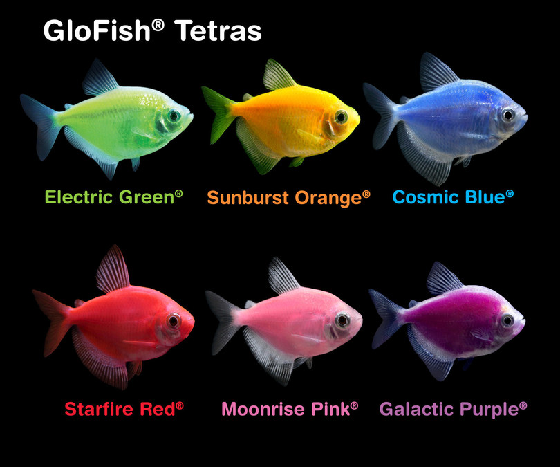 What colors do GloFish come in?
