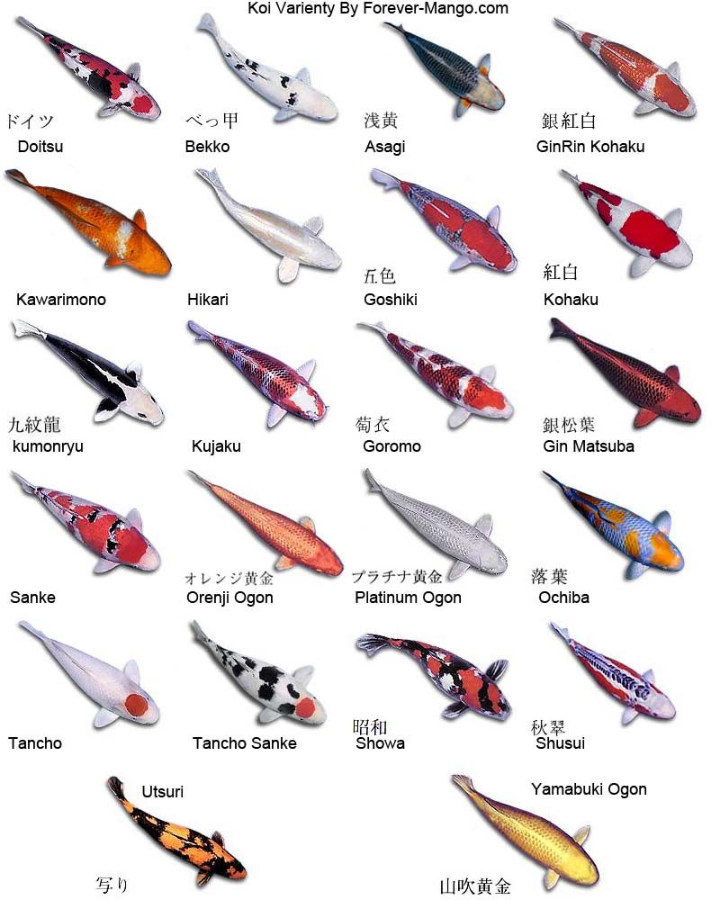 What colors do koi fish come in?