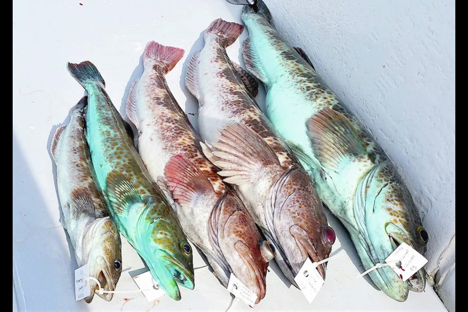 What colors do Lingcod like?
