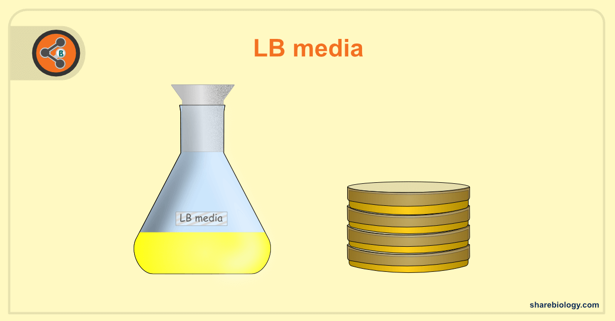 What components are in standard LB or TB media?