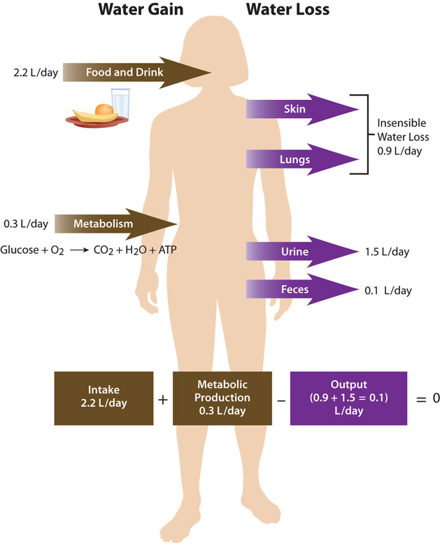 What condition occurs when water output is greater than water intake?