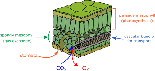 What controls the gas exchange?