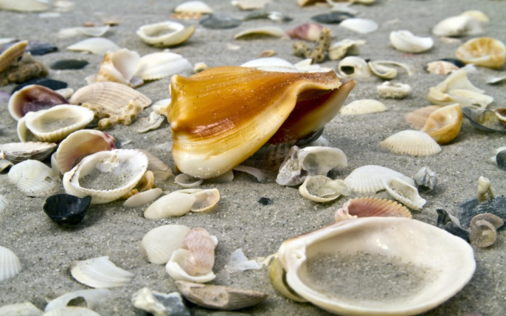 What could be the real reason for the seashells?