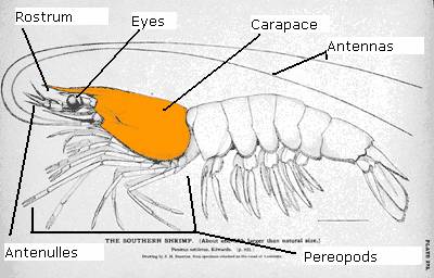 What covers the body of a prawn?