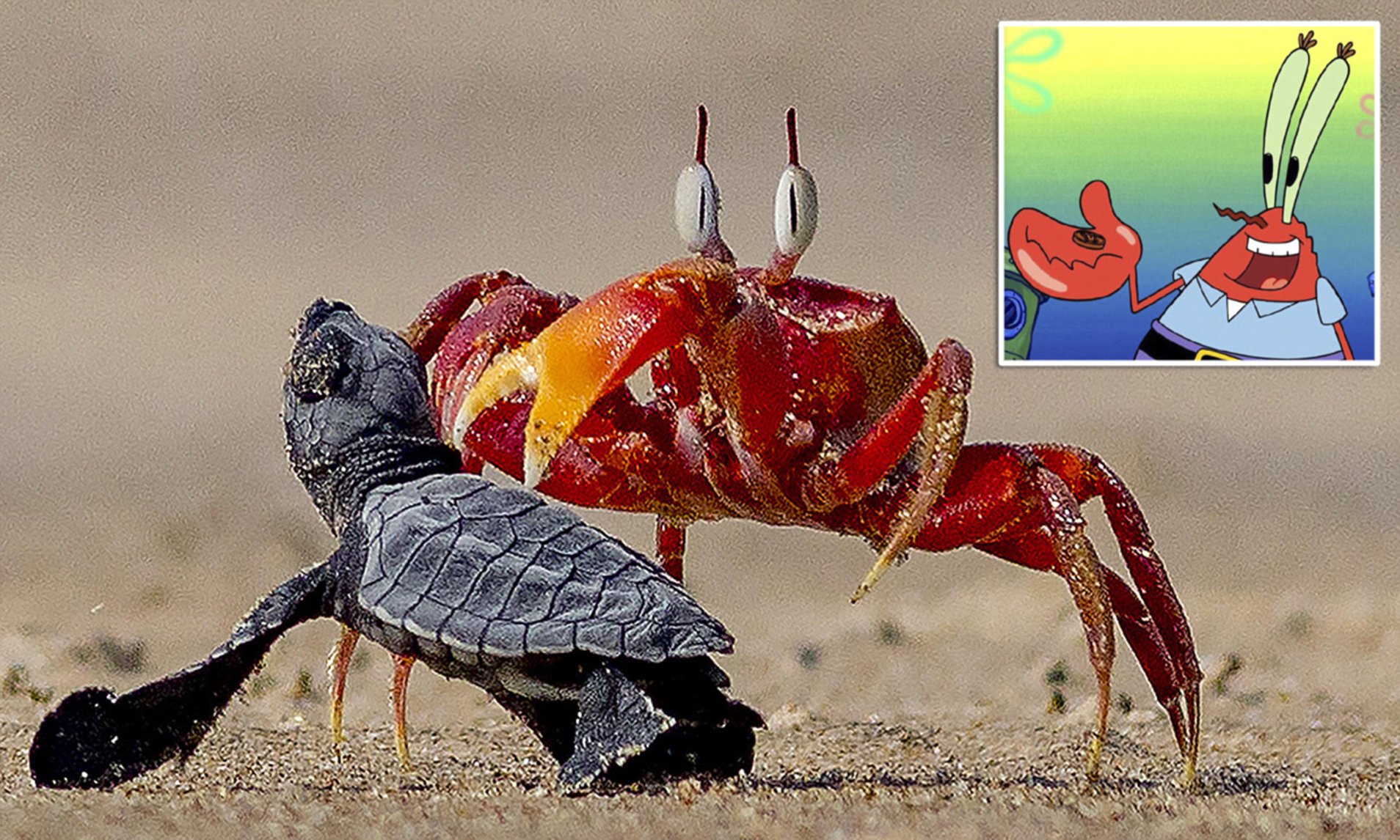 What crab species is Mr. Krabs?