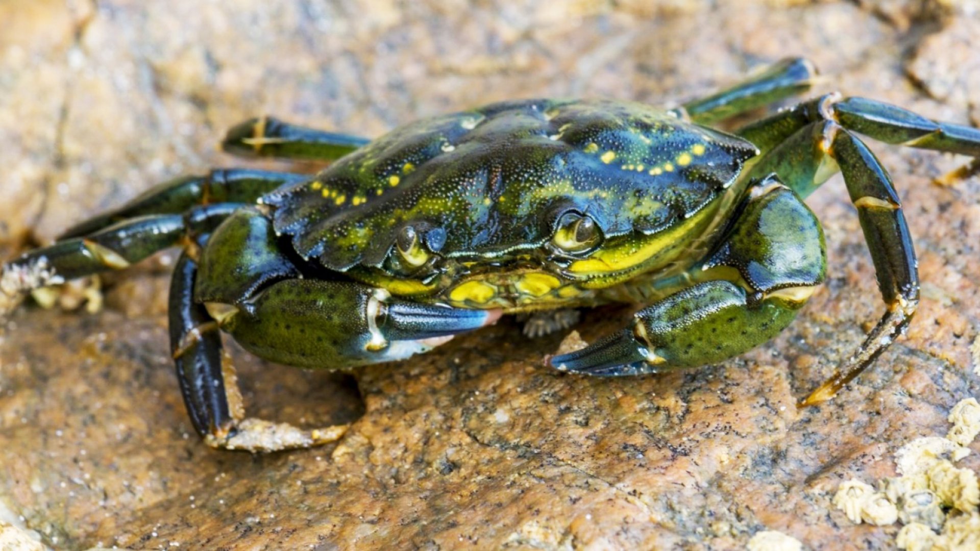 What crabs live in New England?